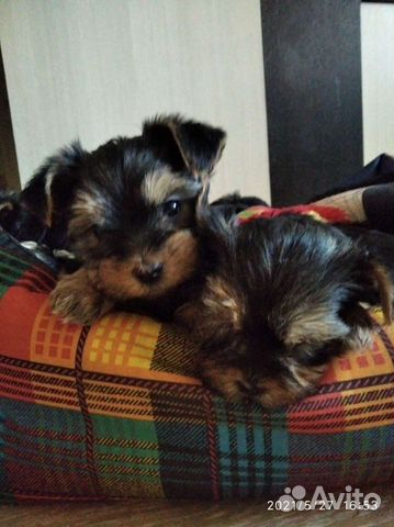 Йоркширский терьер мини щенки