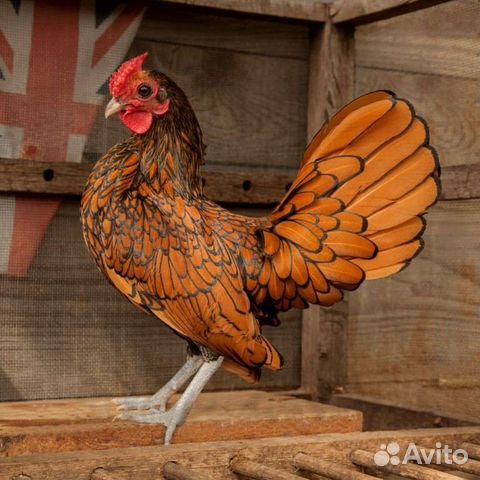 Куры бентамки