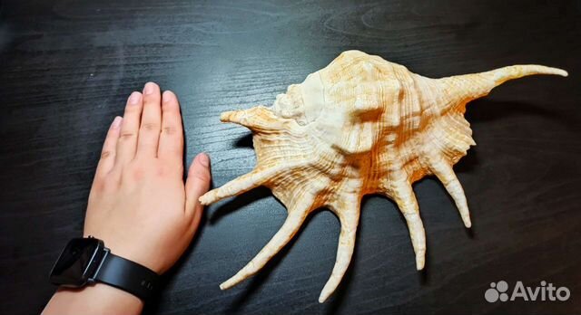 Ракушка рапан большая 30 см