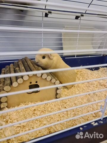 Морская свинка