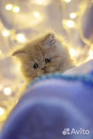 Экзотические котята