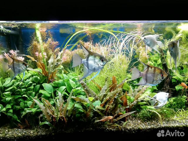 Взрослые скалярии