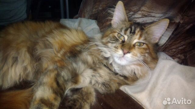 Девочки Кунята