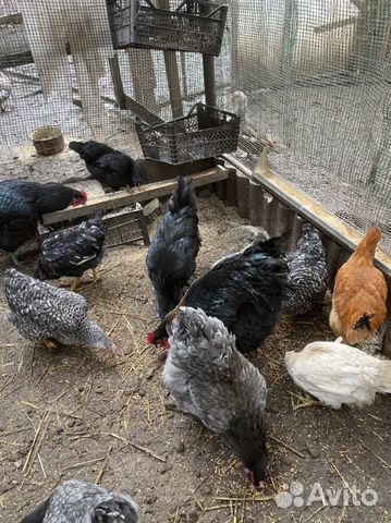 Джерсийский гигант петухи