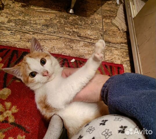 Рыжий котенок мальчик