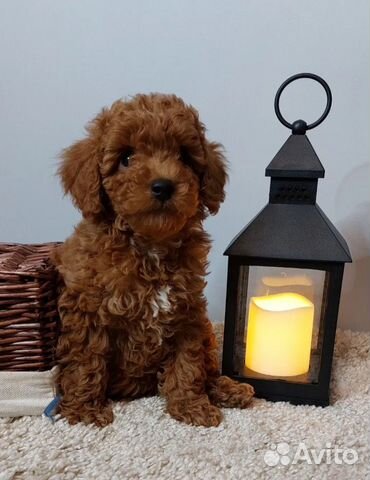 Мальтипу мальчик F 1