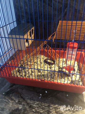 Хомяки джунгарики