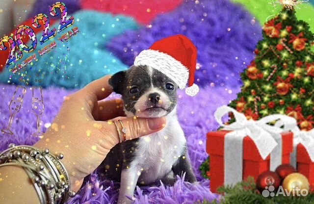 Чихуахуа мальчик, редкого голубого окраса