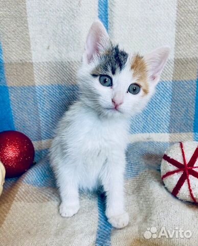 Котёночка Корица - девочка с огоньком в дар