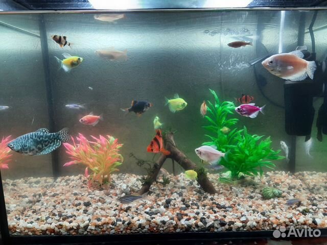 Аквариумные рыбки