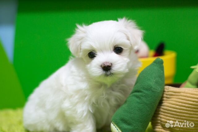 Глория-девочка мальтийской болонки.мальтезе