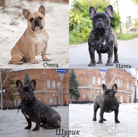 Французский бульдог - подросток, продажа