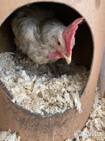 Куры несушки ломан уайт классик