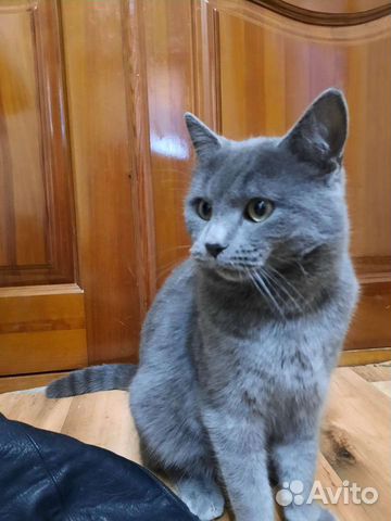Шикарный годовалый кот