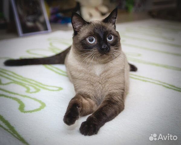 Семен-шикарный шоколадный красавец ищет дом