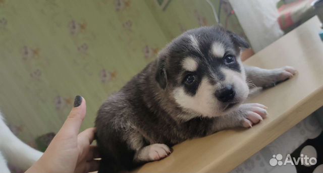 Щенки сибирской хаски