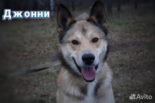 Молодой красивый здоровый пес из приюта