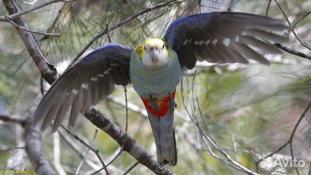 Благородные синие разеллы