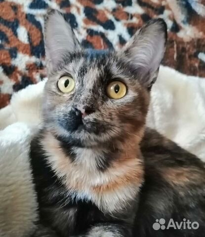 Девочка в добрые руки