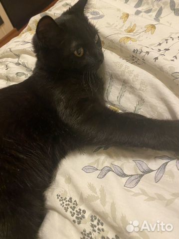 Британские котята