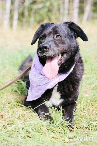 Черный пёс принесёт вам счастье