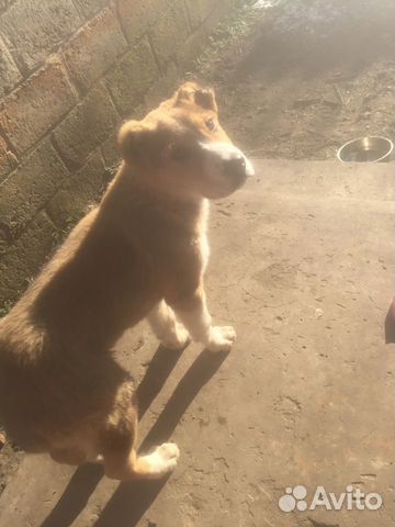 Продам щенка алабая
