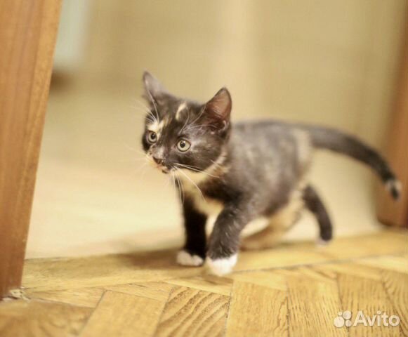 Котенок, который приносит удачу