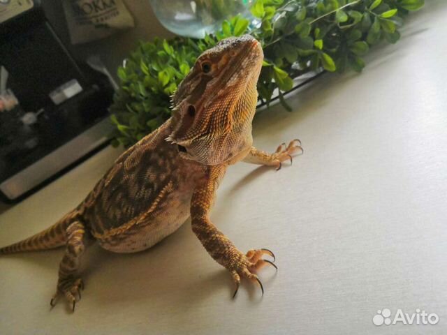 Бородатая агама