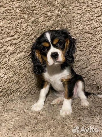 Кавалер кинг чарльз спаниель