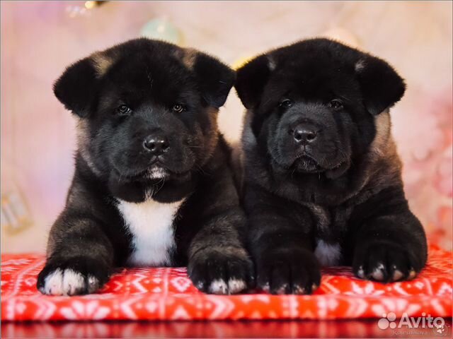 Питомник Американских Акит предлагает