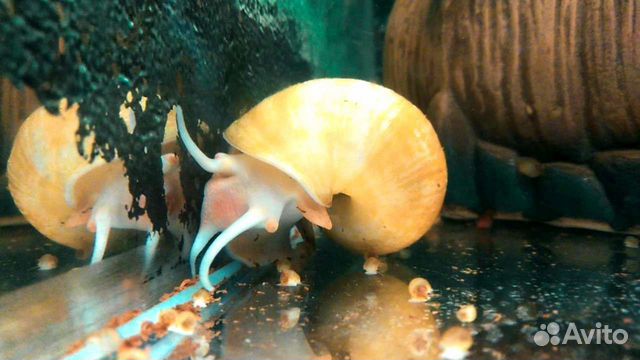 Улитки ампулярии