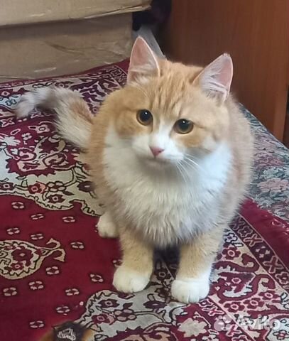 Рыжее солнышко, спасен с улицы, 5 мес