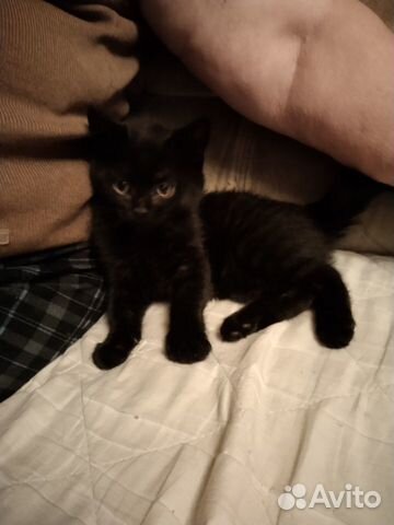 Отдам котенка в добрые руки