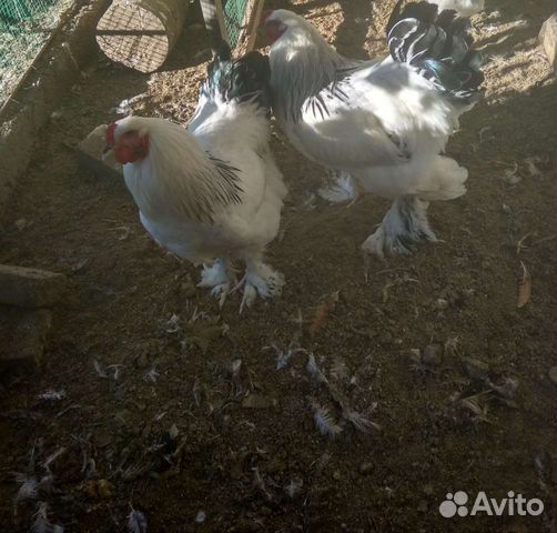 Петухи брама