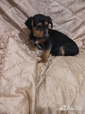 Ищет дом щенок мелкой Собачки Пуговка