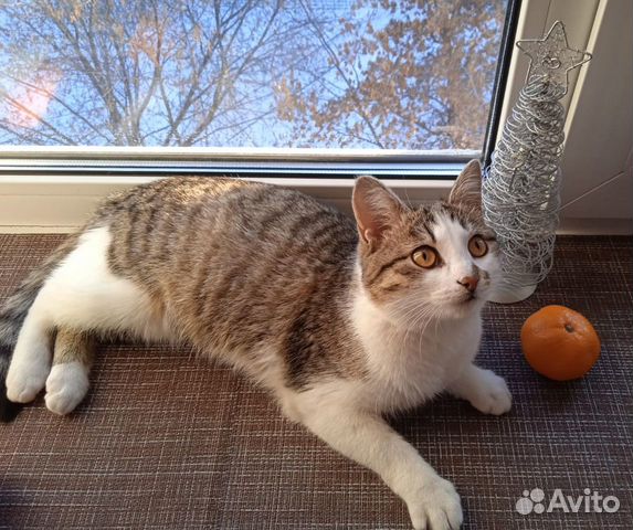 Кошка миниатюрная