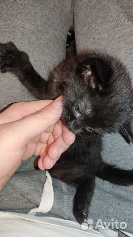 Кошечка полуперс