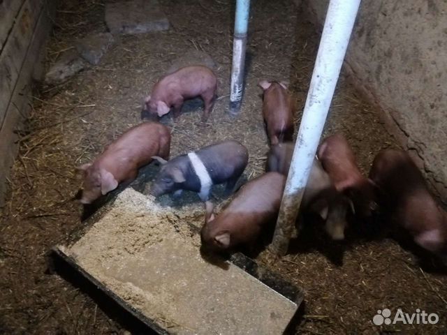 Продам поросят породы дюрок возраст 1 мес