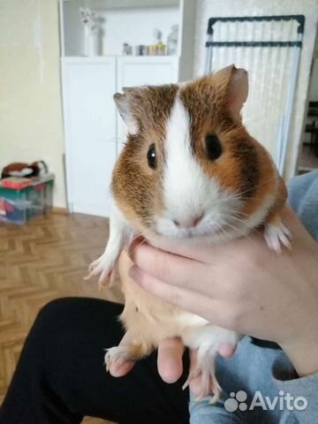 Морские свинки