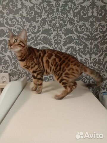 Бенгальская кошка подарок на Новый год