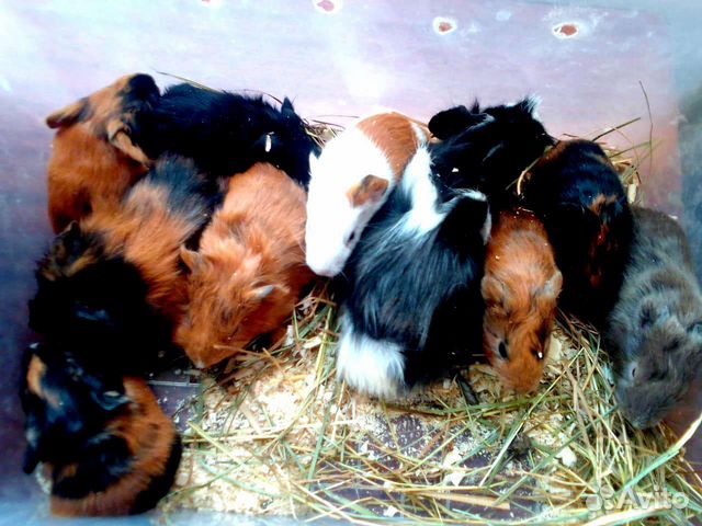 Малыши морских свинок. Самые различные окрасы