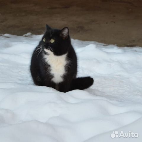 Кошечка в добрые руки