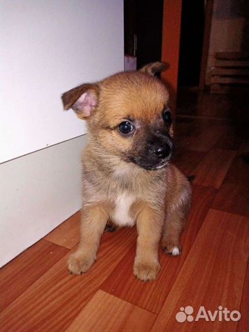 Обоятельный щенок