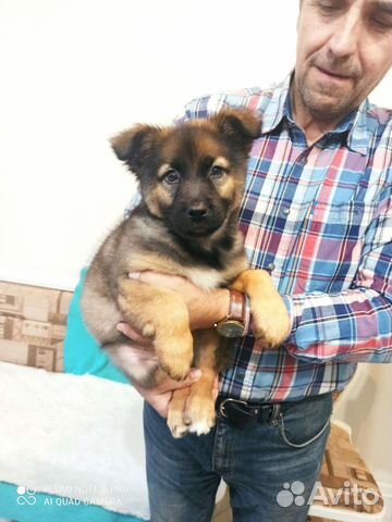 Щенок овчаристого типа