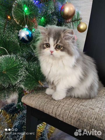 Шотландские длинношерстные кошечки