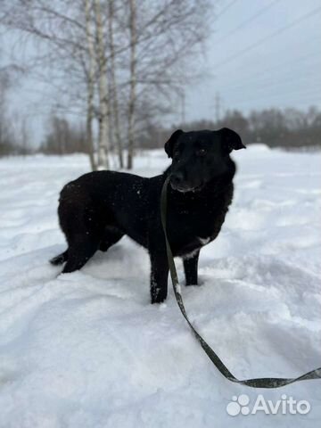 Сказочная Герда ищет дом