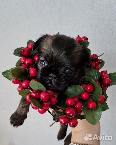 Щенки Бельгийского гриффона и пти брабансона