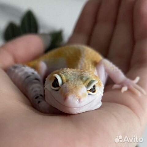 Эублефар самец