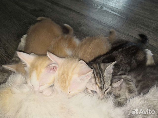 Кошки бесплатно