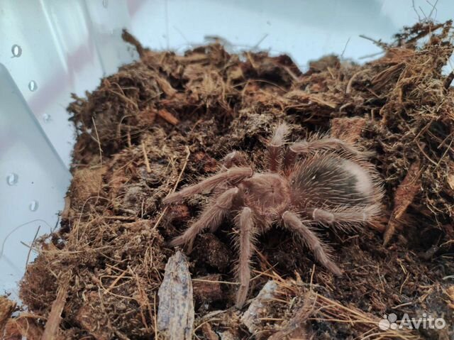 Lasiodora parahybana самка 5 см по телу